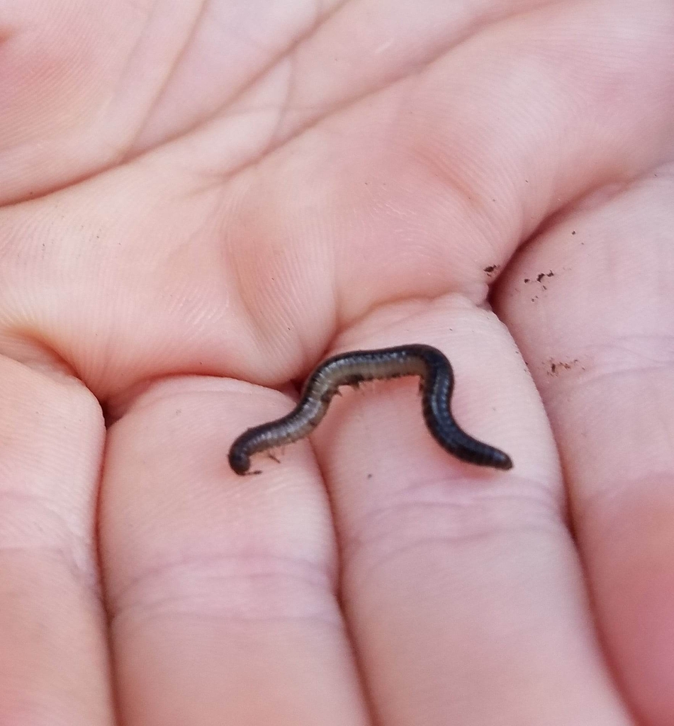 Millipedes from Mahoe Reserve on April 29, 2023 at 03:13 PM by ...