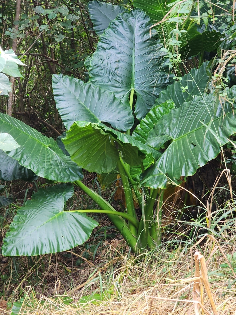 giant taro from Daintree Boatman Wildlife Cruises, Daintree Village ...