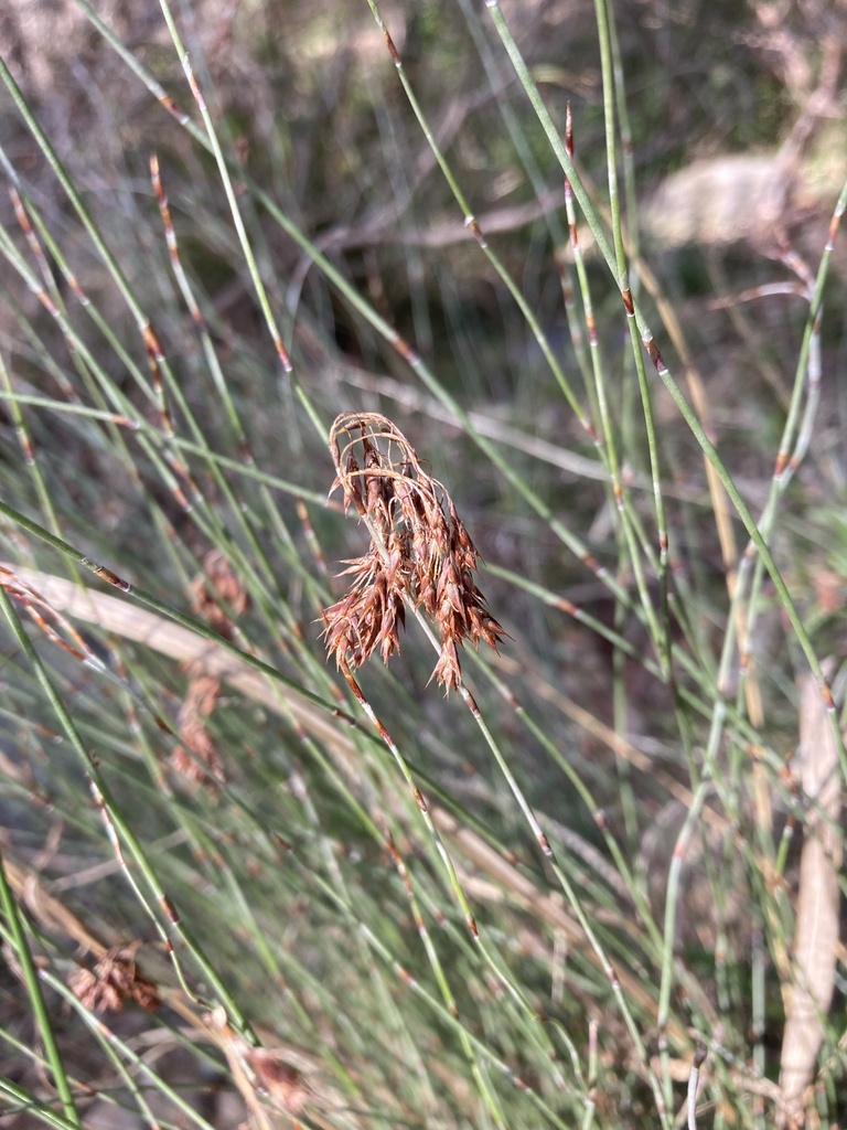 Tassel Rope-rush from Humbug Scrub Rd, Williamstown, SA, AU on April 29 ...