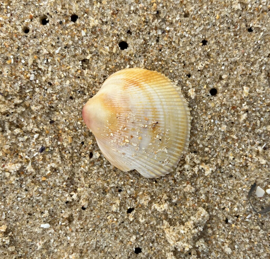 Common Southern Cockle from St Leonards VIC 3223, Australia on April 29 ...