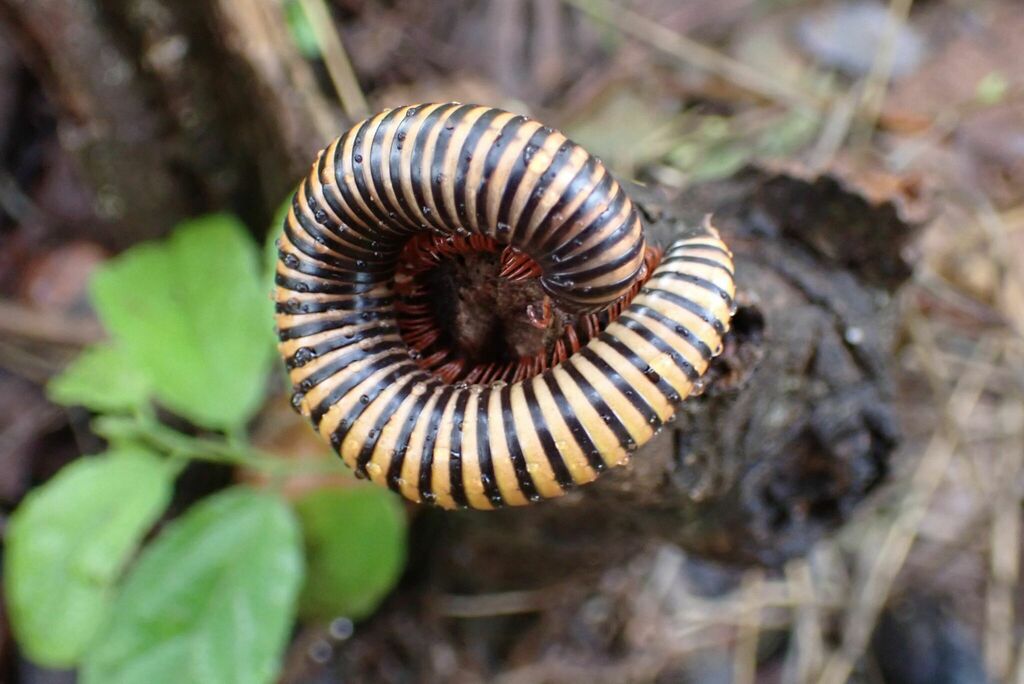 Zebra Songololo from Sabiepark, Sabie Park, 1260, South Africa on ...