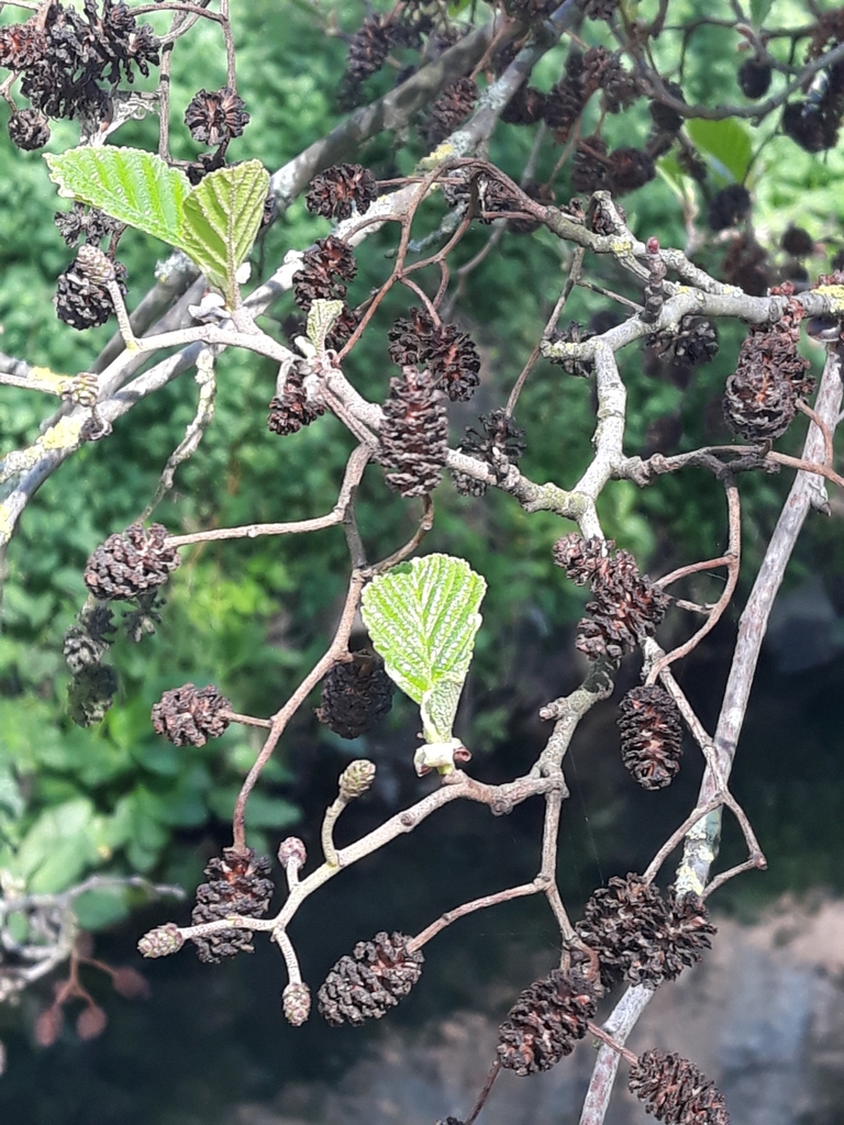 common alder from Lancaster Hall, Uxbridge UB8 3TT, UK on April 29 ...