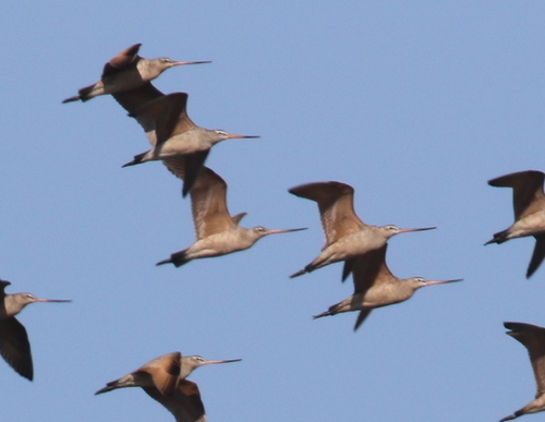 Subspecies Limosa fedoa fedoa · iNaturalist