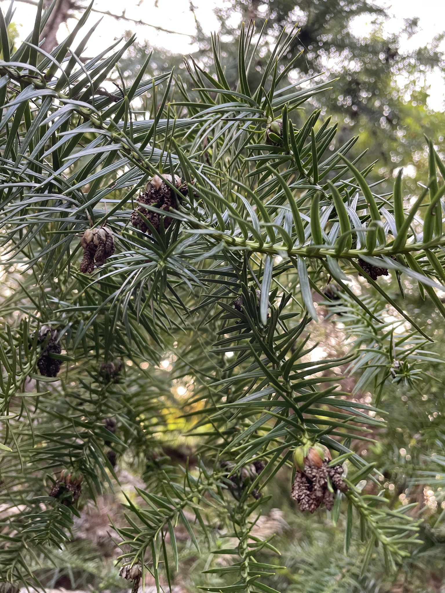 Cunninghamia lanceolata (Lamb.) Hook.