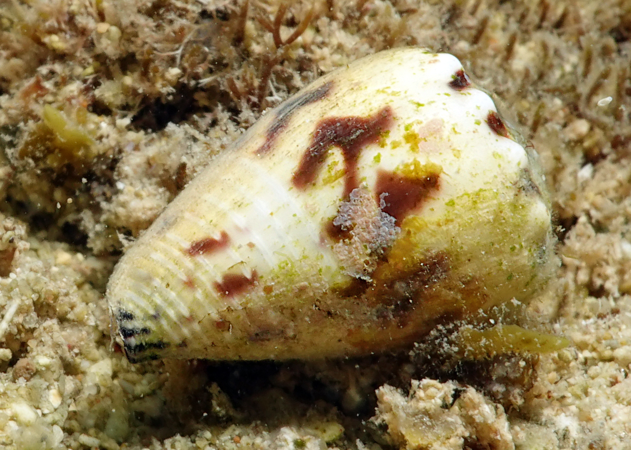 Conus sponsalis Hwass, 1792