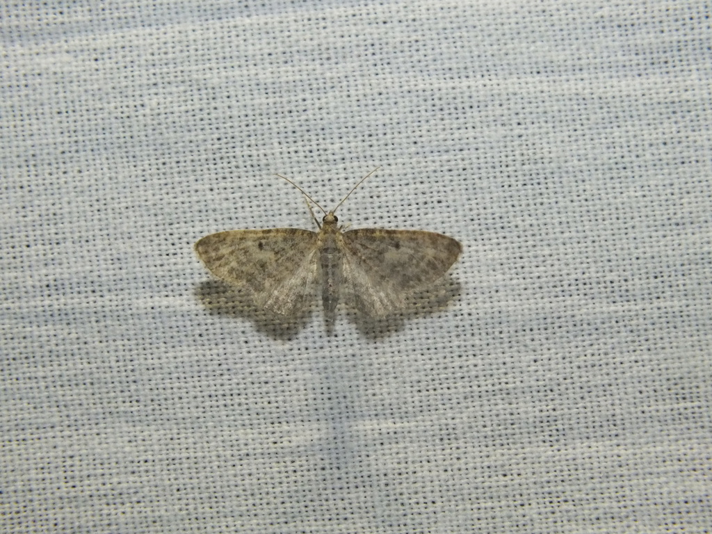 Grey Pug Moth from Кстовский р-н, Нижегородская обл., Россия on July 8 ...