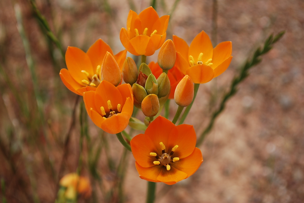 Yellow Chincherinchee (East Head and NSRI ) · iNaturalist