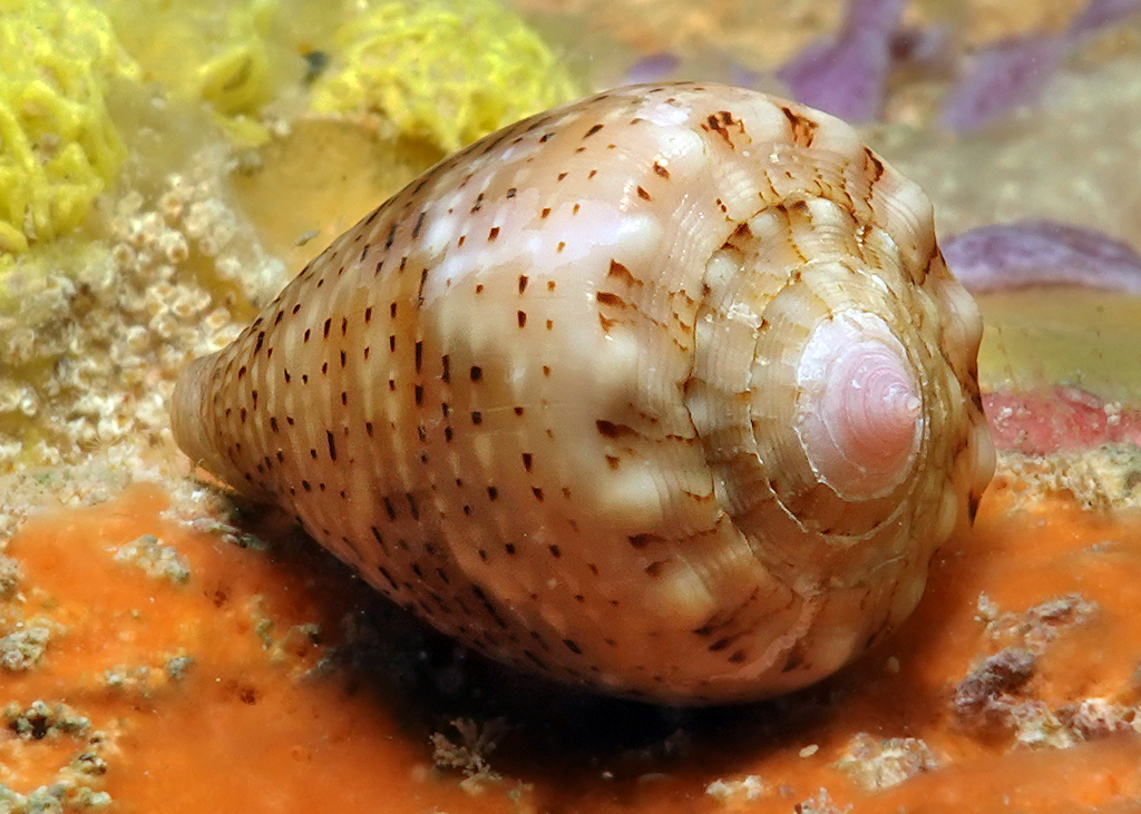 Coronated Cone from Lakeside, Exmouth, WA, Australia on April 25, 2023 ...
