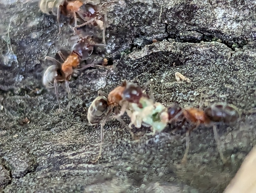 Western Velvety Tree Ant from Jamul, CA 91935, USA on April 28, 2023 at ...