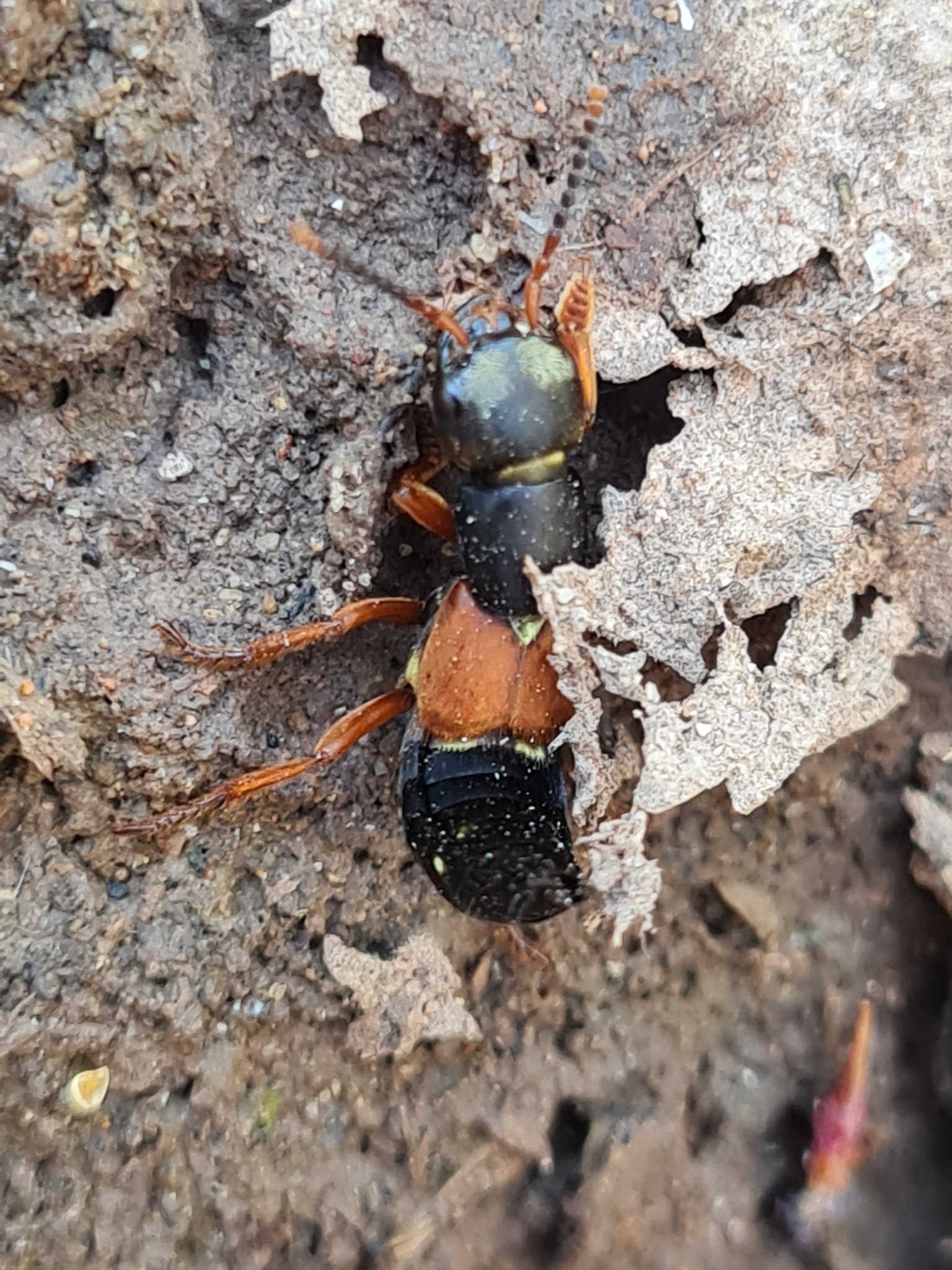 Staphylinus erythropterus Linnaeus, 1758