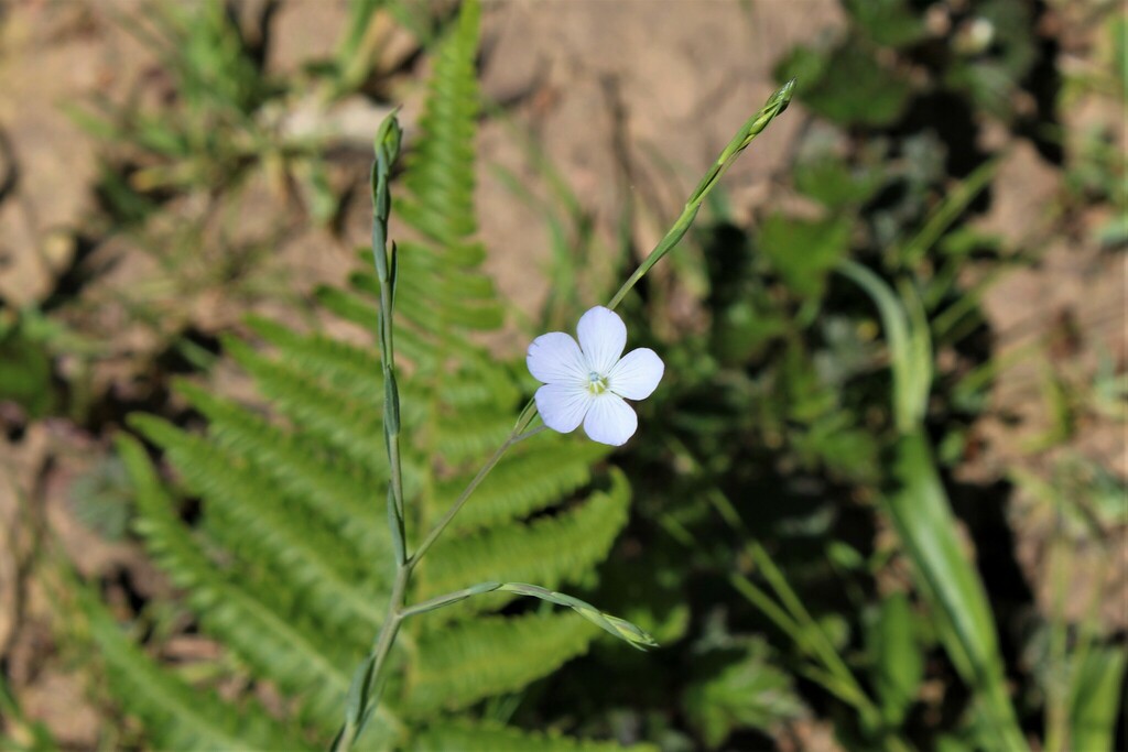 Pale flax from Marin County, CA, USA on April 24, 2023 at 12:33 PM by ...