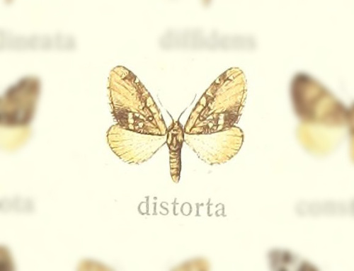 Sterrhochaeta distorta · iNaturalist