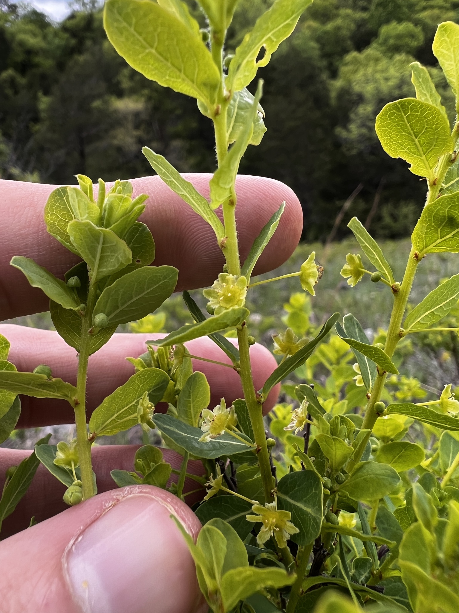 Phyllanthopsis phyllanthoides (Nutt.) Voronts. & Petra Hoffm.