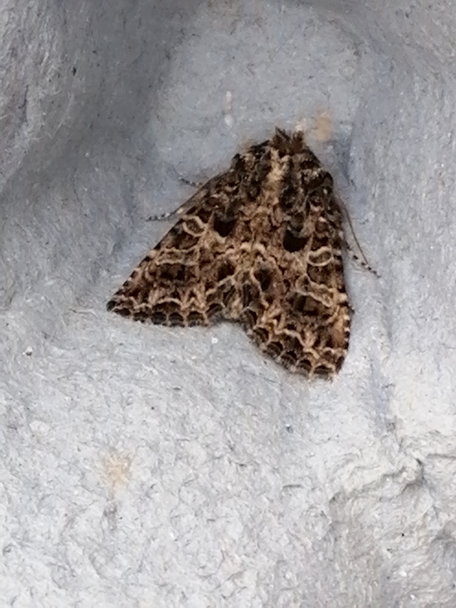 Sideridis rivularis Fabricius, 1775