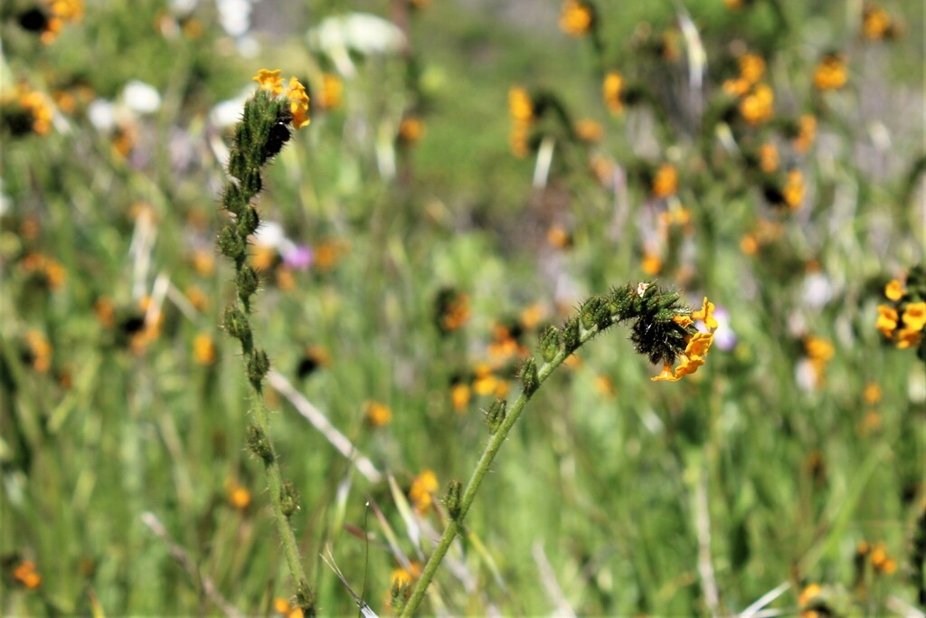 Common Fiddleneck from California, USA on April 24, 2023 at 12:56 PM by ...
