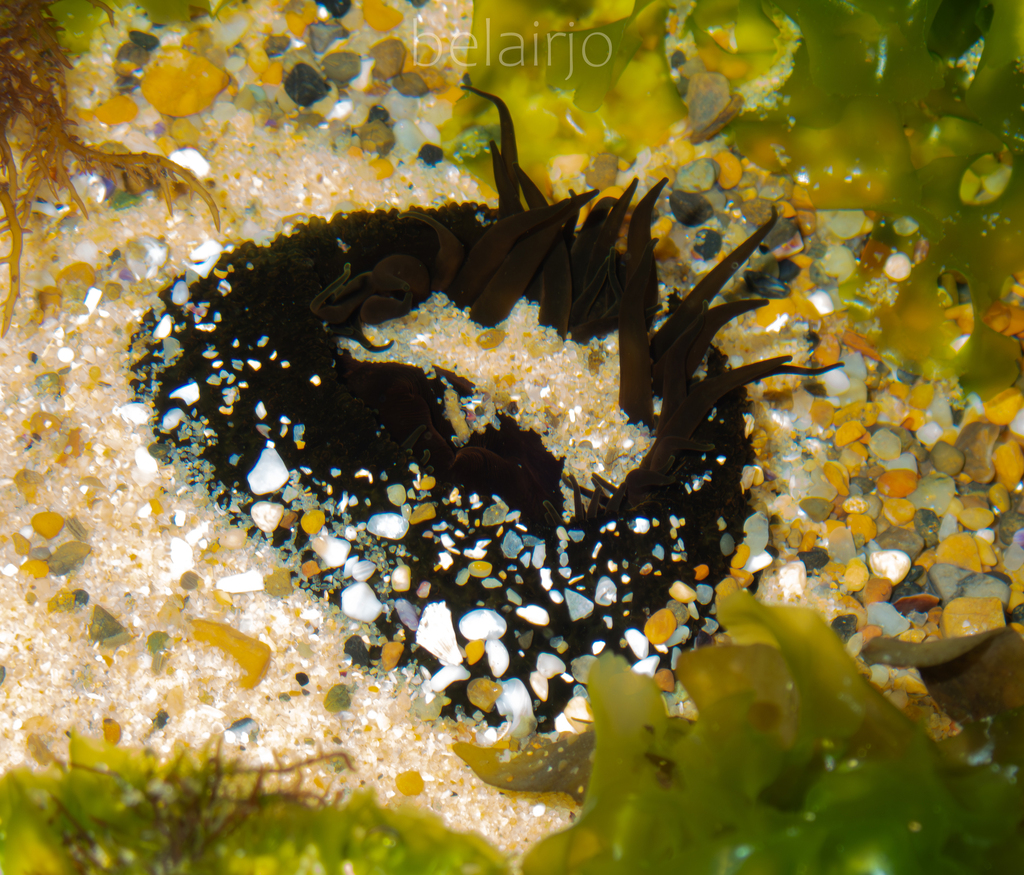 Green snakelock anemone from Merewether Beach, New South Wales ...