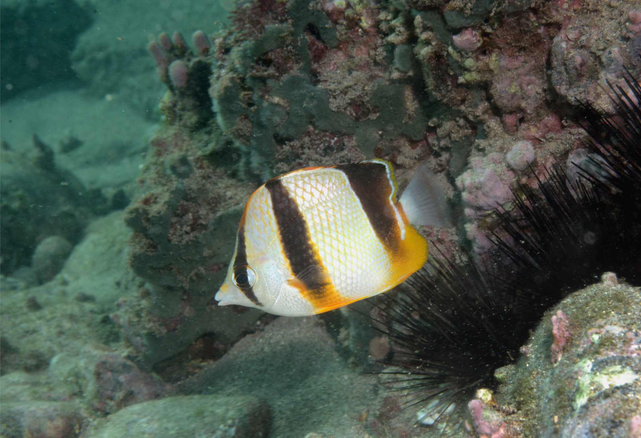 Chaetodon robustus Günther, 1860