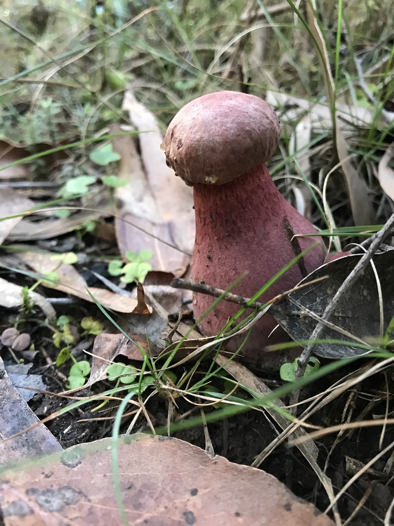 boletes in April 2023 by easilv · iNaturalist