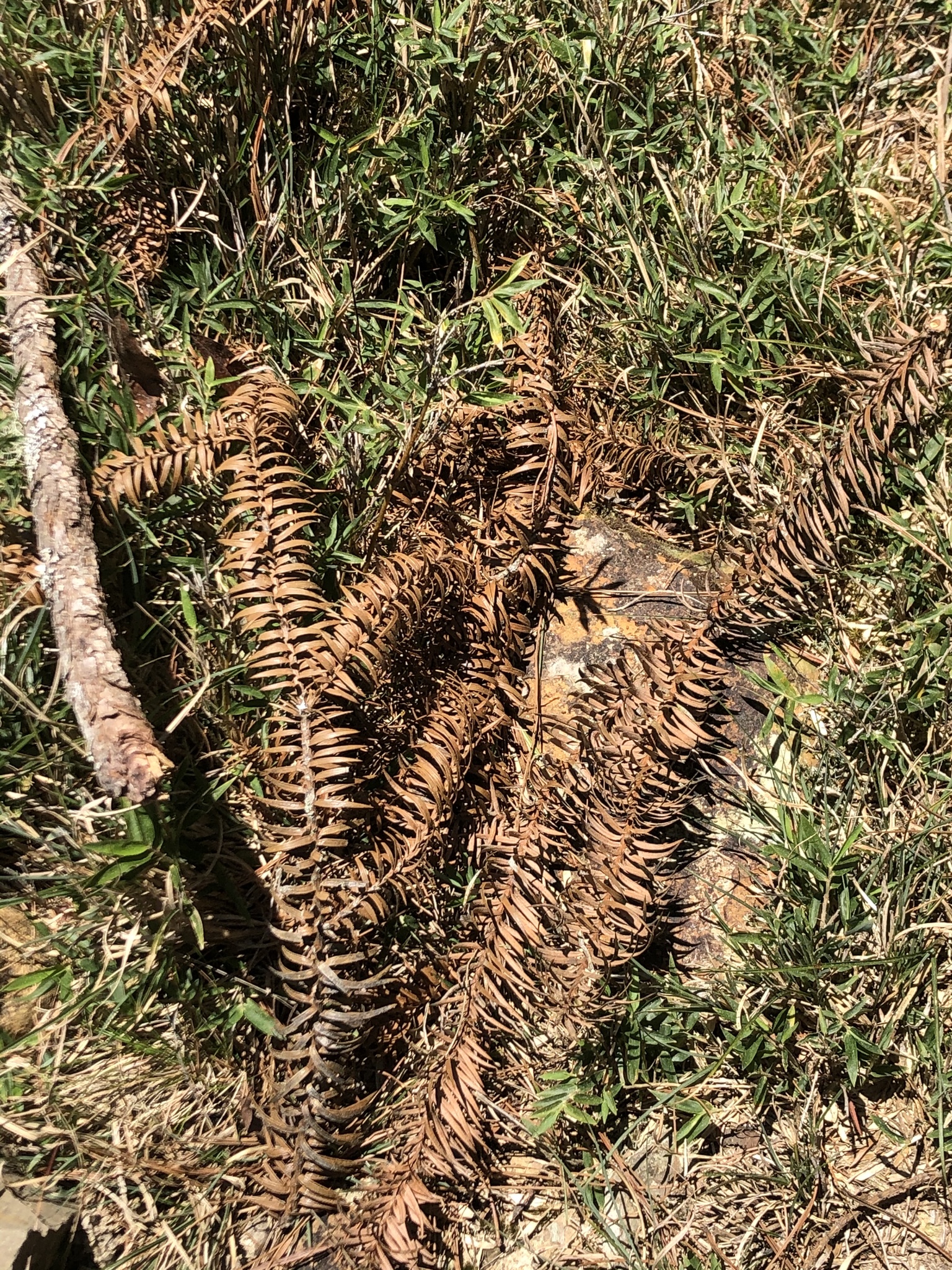 Cunninghamia lanceolata (Lamb.) Hook.