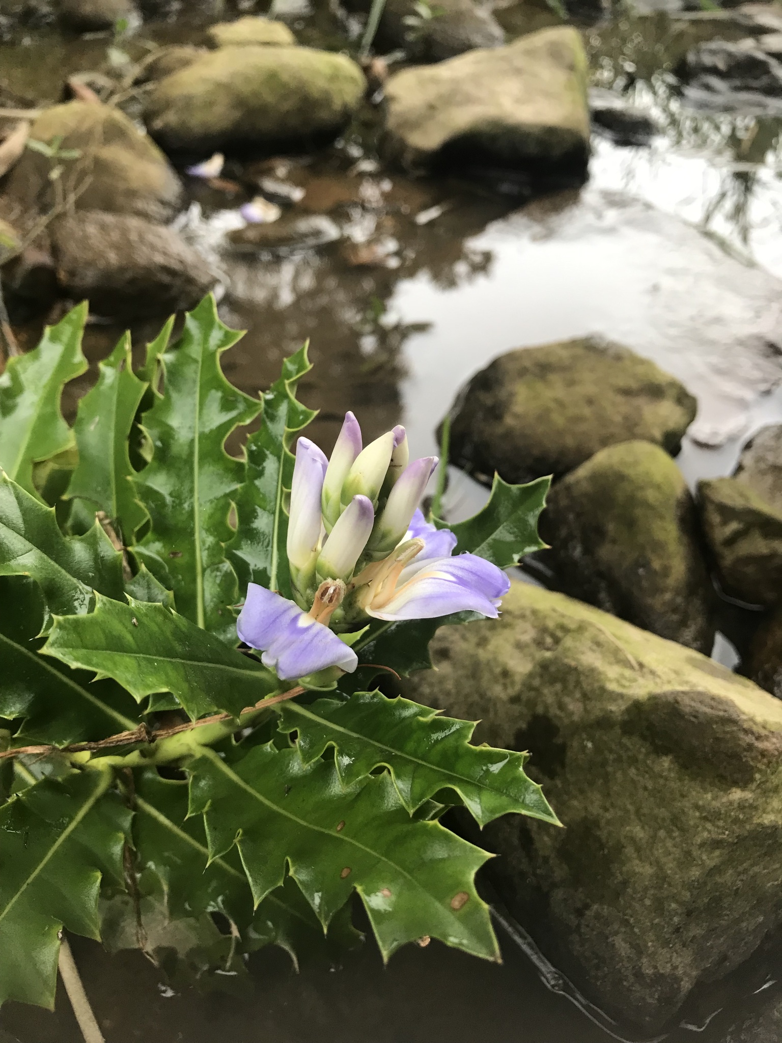 Acanthus ilicifolius L.