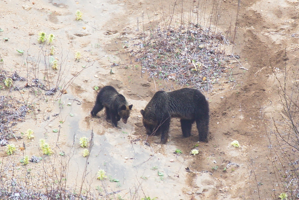 Ussuri Brown Bear from Kuril'skiy rayon, Sakhalin, Russia on April 29 ...