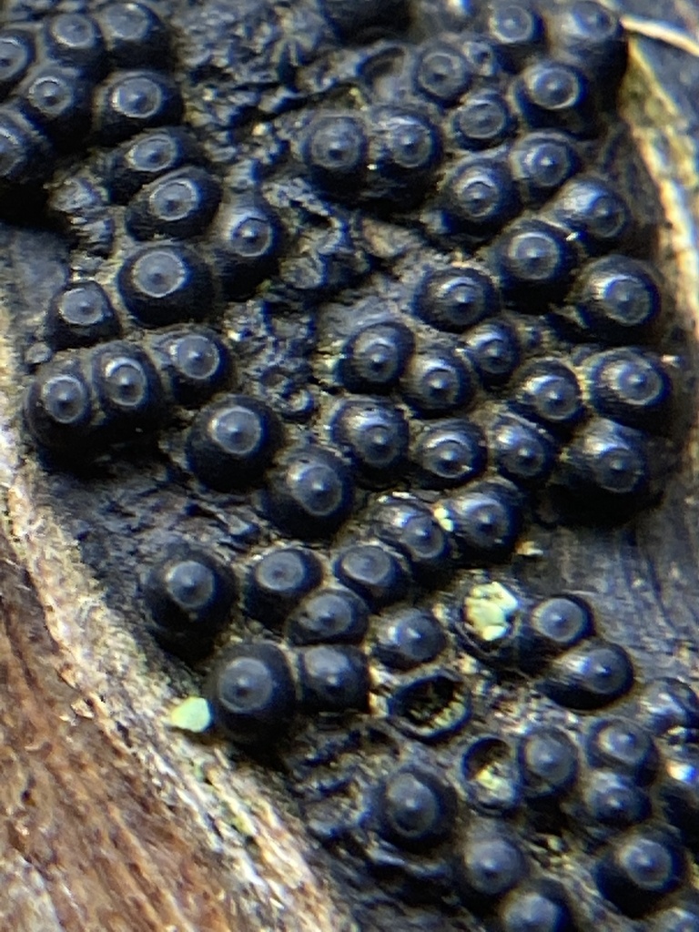 Annulohypoxylon from Nillumbik Bal, AU-VI, AU on April 29, 2023 at 02: ...