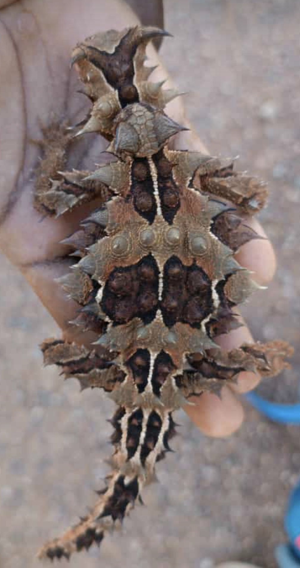 Moloch horridus Gray, 1841