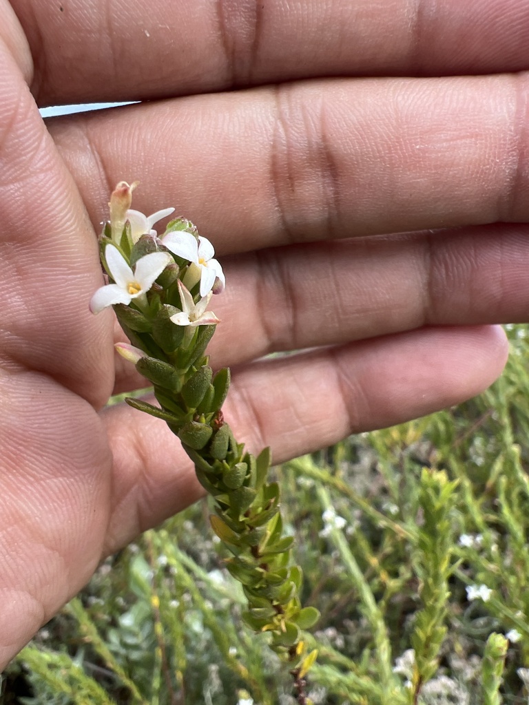 Dune Capesaffron from Grassy Park, WC, ZA on April 29, 2023 at 12:58 PM ...