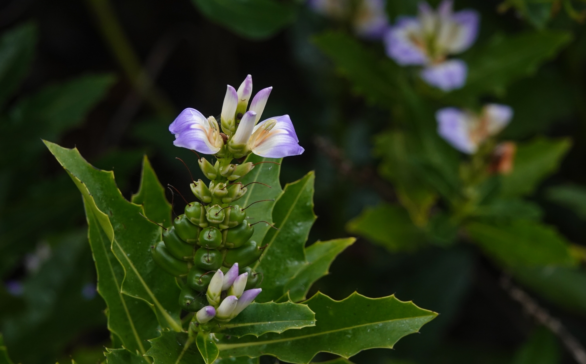 Acanthus ilicifolius L.