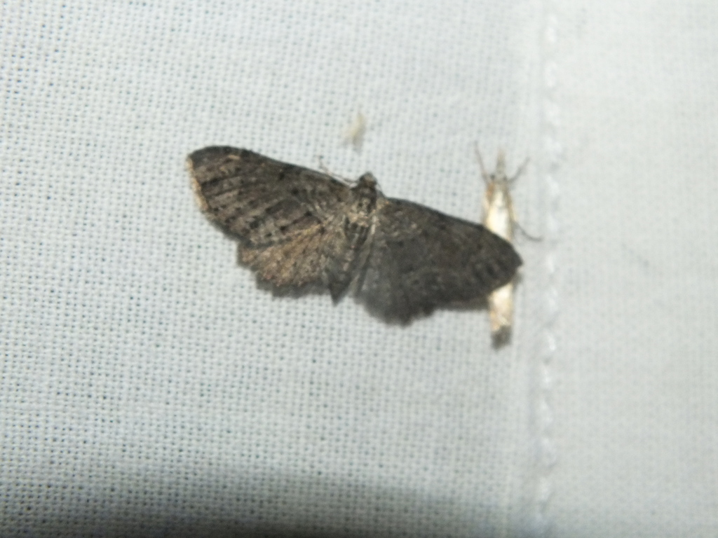 Dentated Pug from Кстовский р-н, Нижегородская обл., Россия on July 9 ...