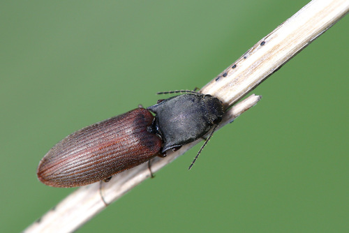 Genus Aplotarsus · iNaturalist