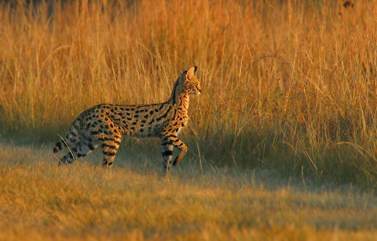 Leptailurus serval (Schreber, 1776)