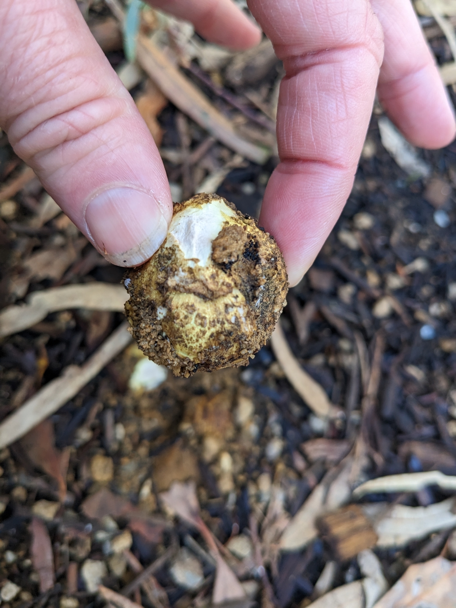 Scleroderma cepa Pers.