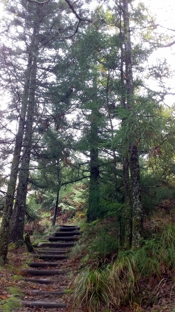 sugi from Nursery Ravine on April 28, 2023 at 11:21 AM by jean_s ...