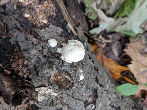 Perenniporia compacta · iNaturalist