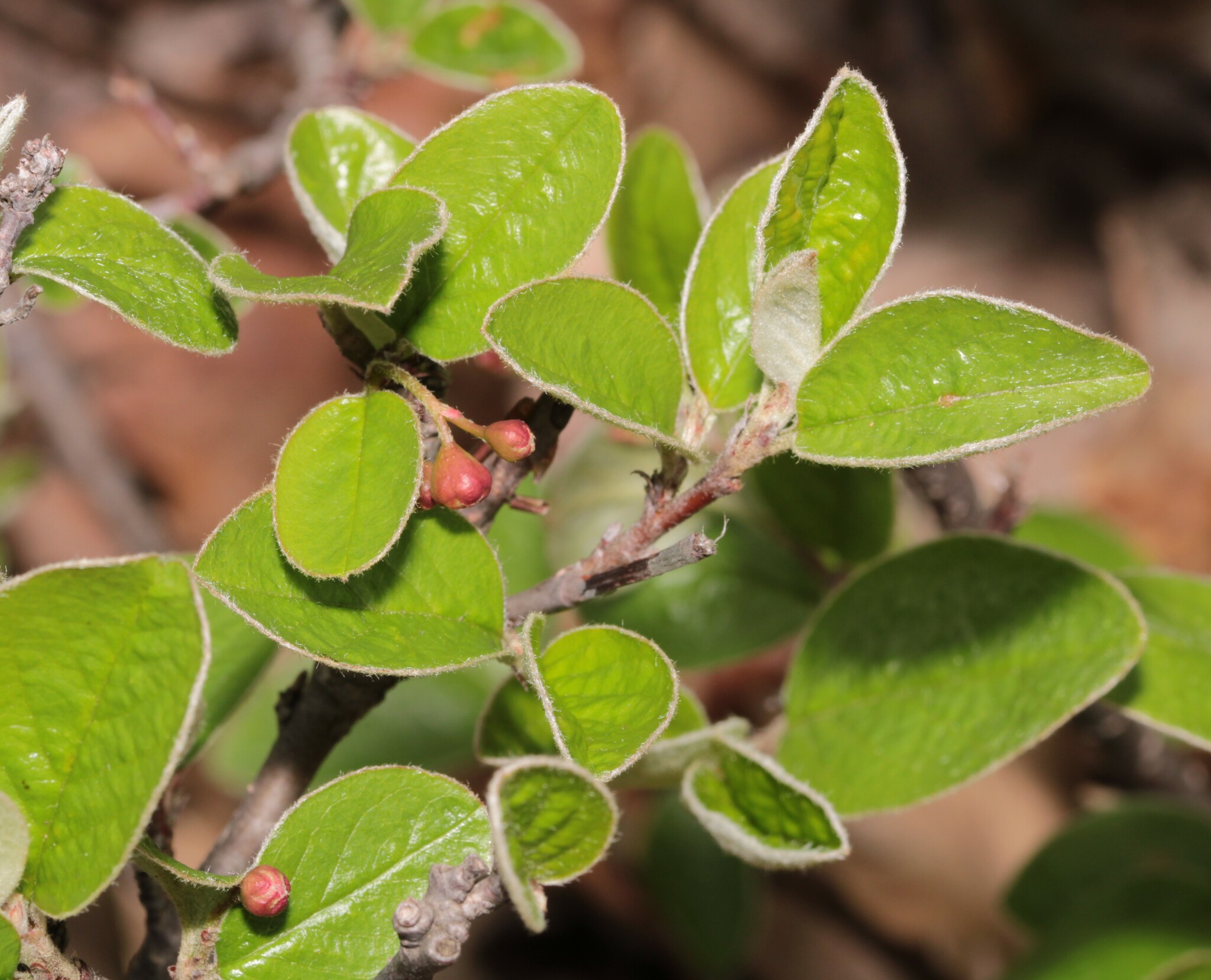 Cotoneaster integerrimus Medik.