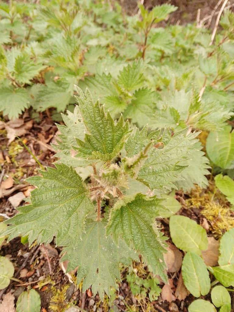 great stinging nettle from Donkey Bridge, Invergordon IV18 0EZ, UK on ...