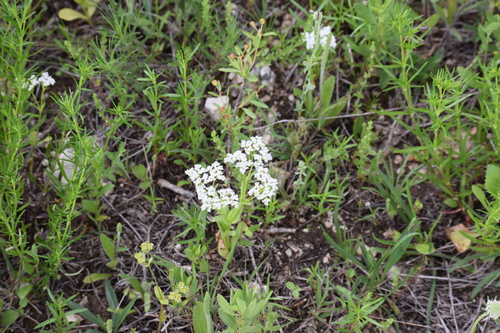 dicots from PRAIRIE5 on April 28, 2023 at 04:16 PM by Madison Gover ...