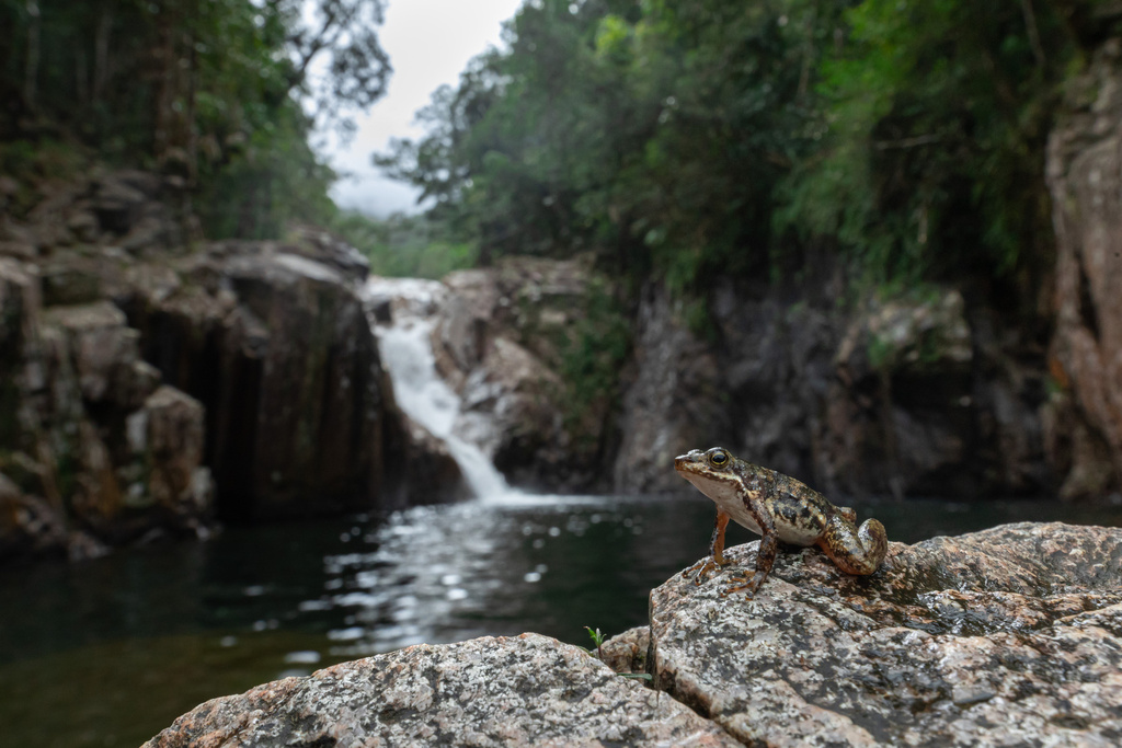 Eungella Torrent frog in April 2023 by indrabone · iNaturalist