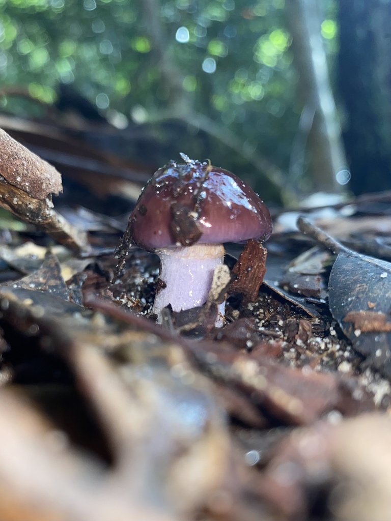 Webcaps from Turramurra, NSW, AU on April 27, 2023 at 09:45 AM by ...