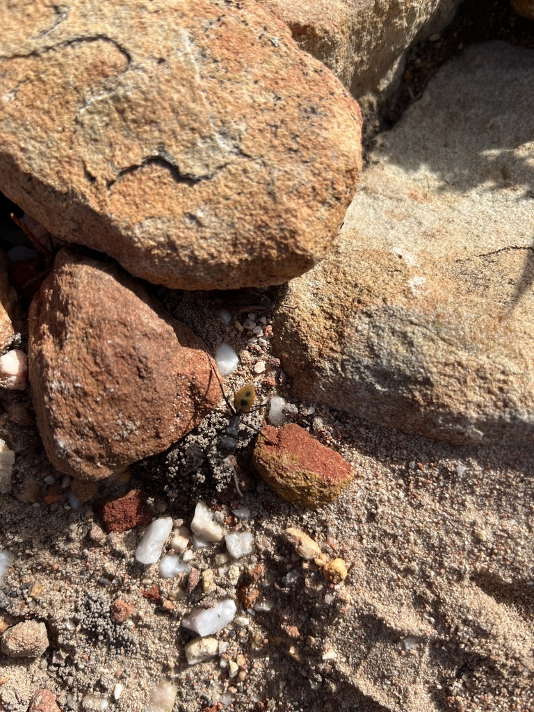 Karoo Balbyter Ant from Cape Winelands, ZA-WC, ZA on April 28, 2023 at ...