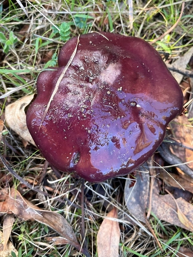 Webcaps from Dorset Vale SA 5157, Australia on April 29, 2023 at 04:43 ...