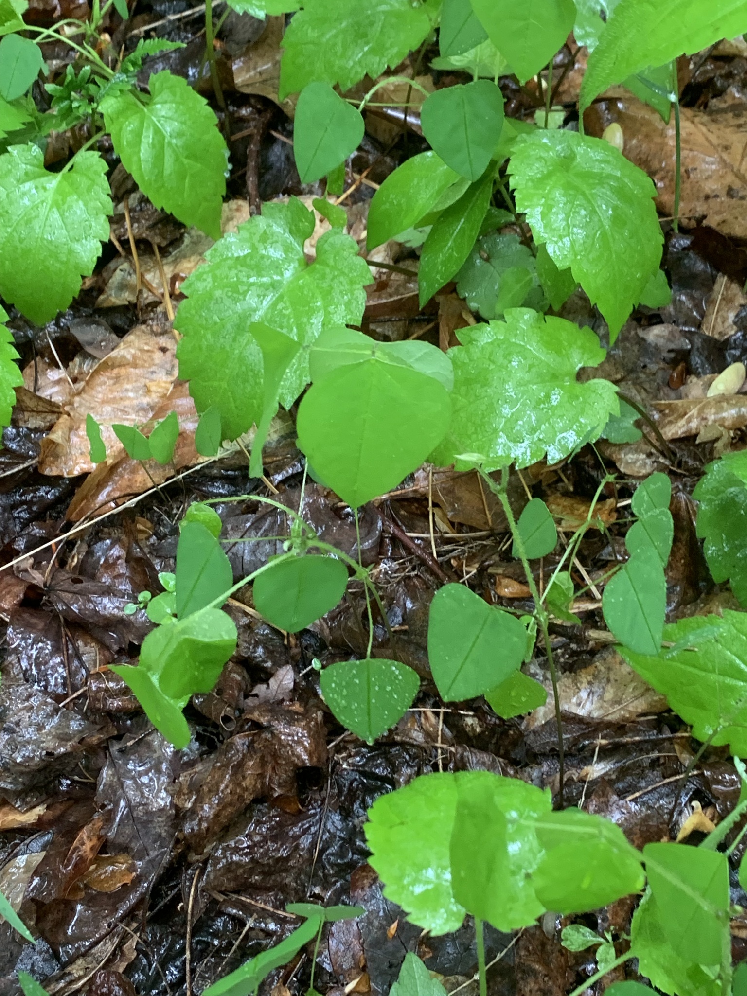 Amphicarpaea Elliott ex Nutt.