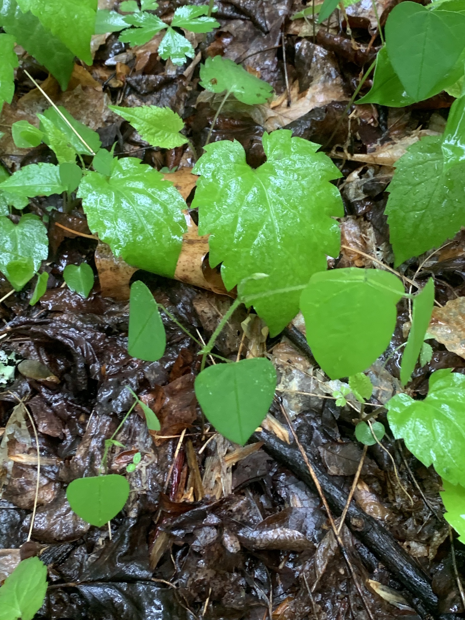 Amphicarpaea Elliott ex Nutt.