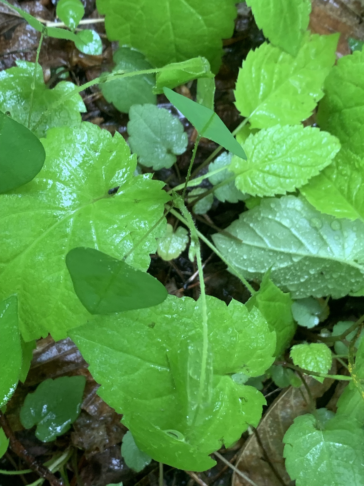 Amphicarpaea Elliott ex Nutt.