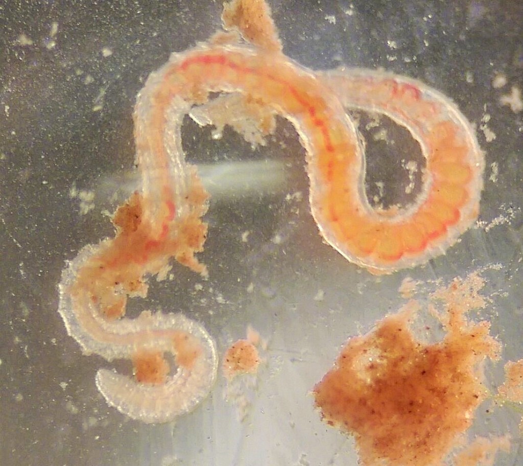 Tubifex (Aquatic microinvertebrates in Iowa) · iNaturalist