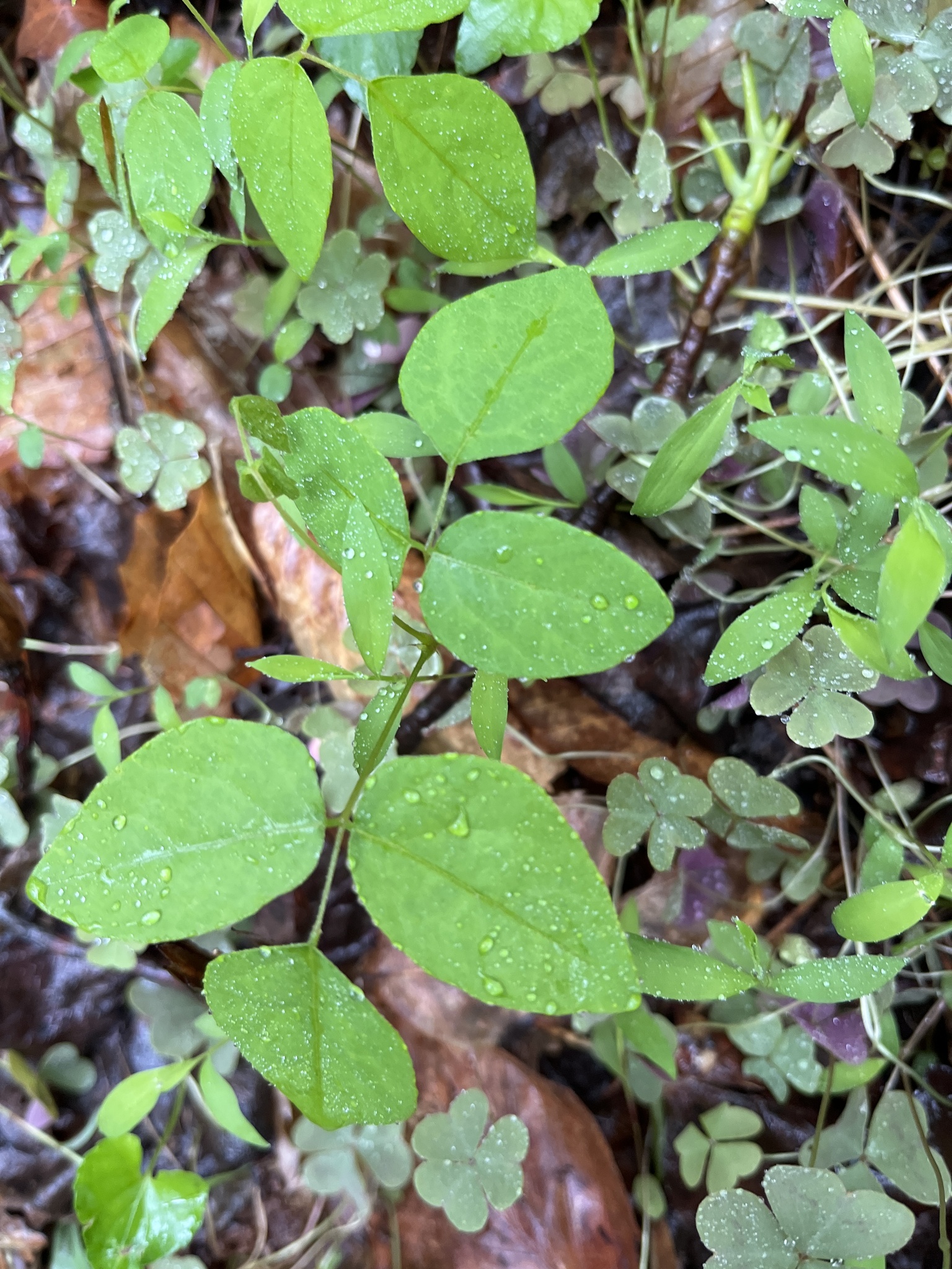 Amphicarpaea Elliott ex Nutt.