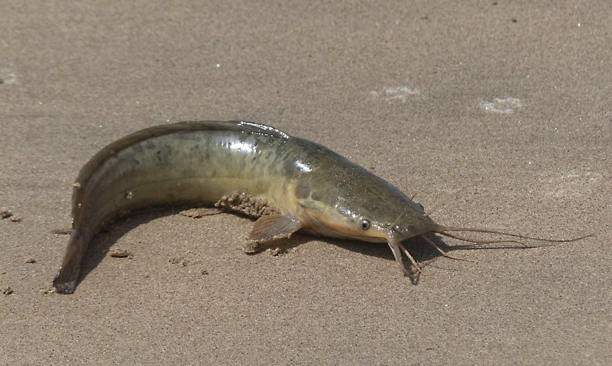 Clarias gariepinus (Burchell, 1822)