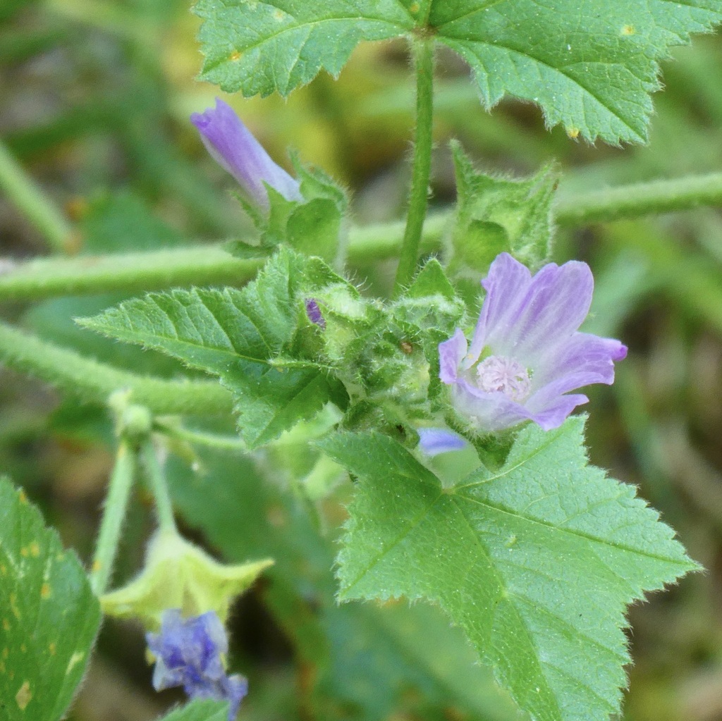 bull mallow from Granada Hills, Los Angeles, CA, USA on April 28, 2023 ...