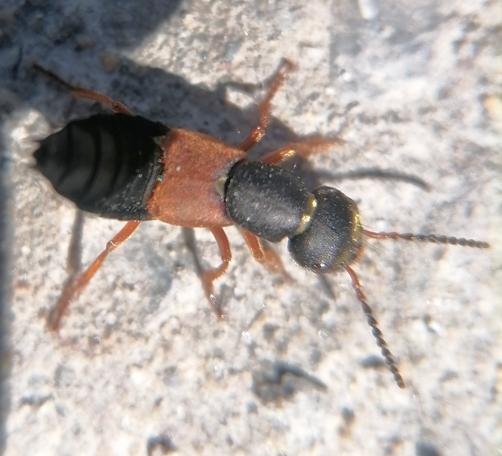 Staphylinus erythropterus Linnaeus, 1758